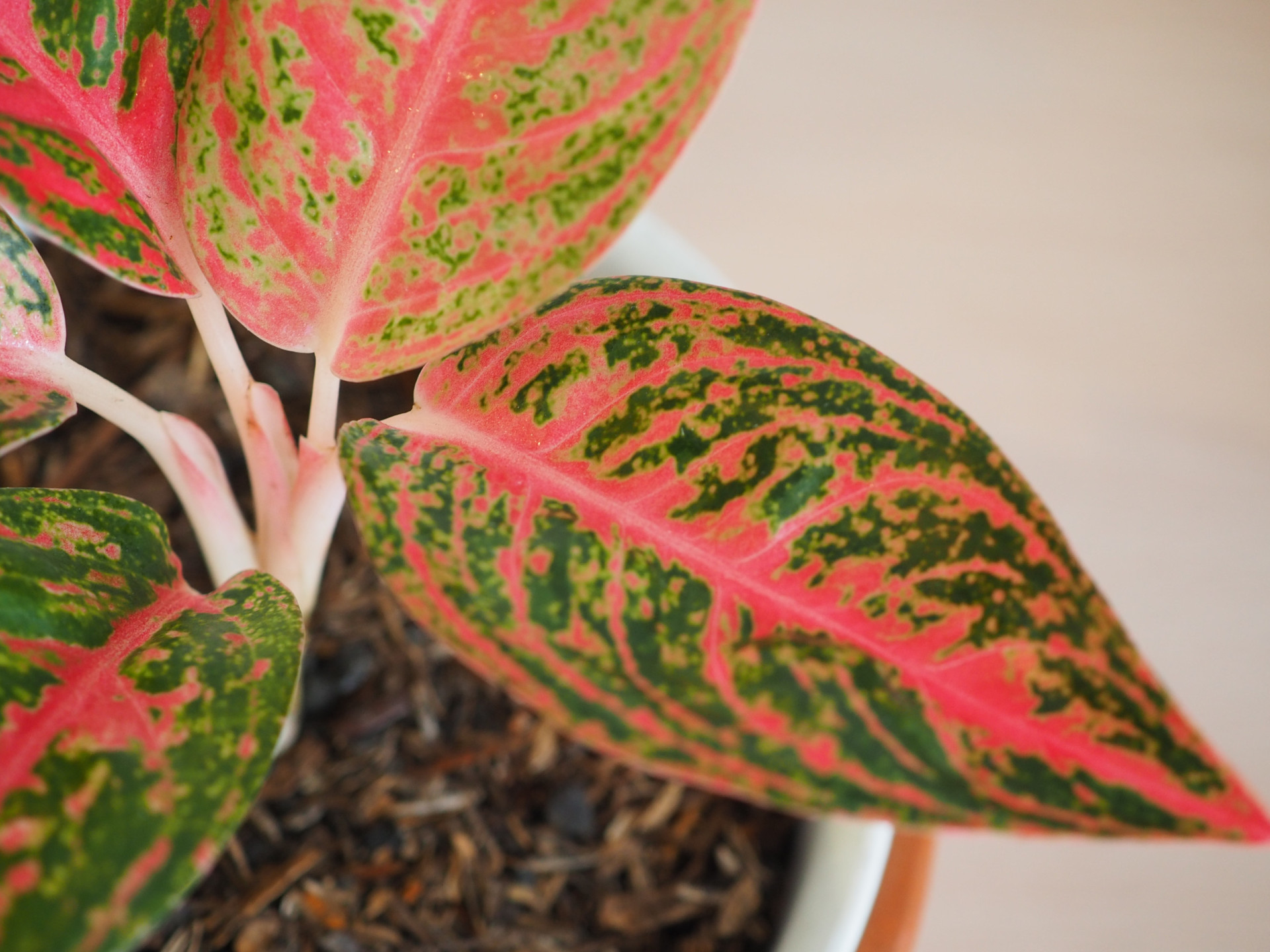 Shade-loving plants that don’t need much light