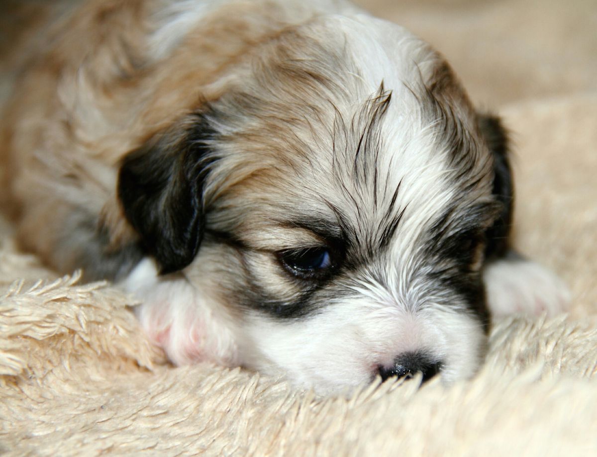 10 Adorable Pictures Of Dogs Who Love Rugs