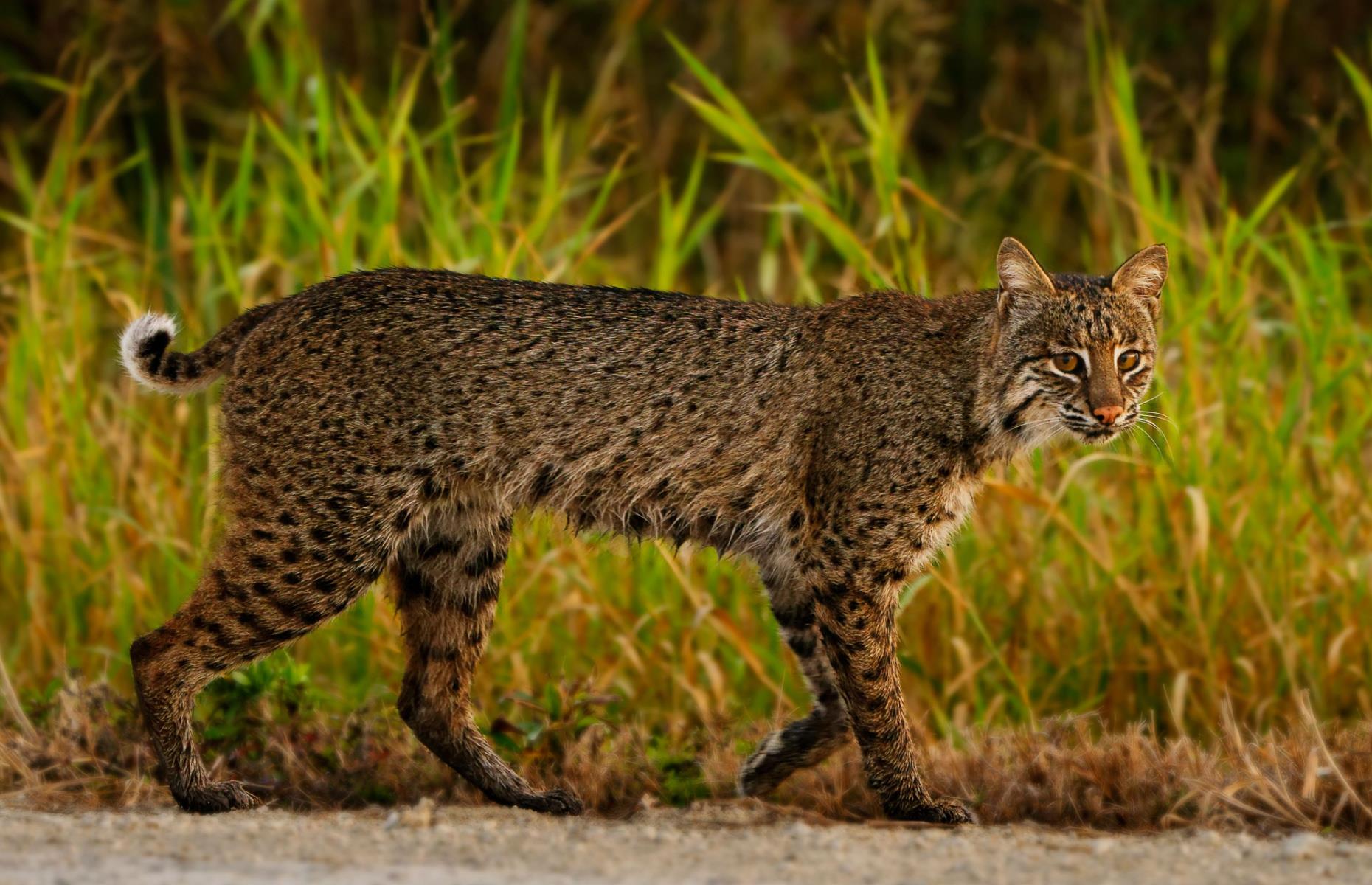 The 29 Most Dangerous Wild Animals In America