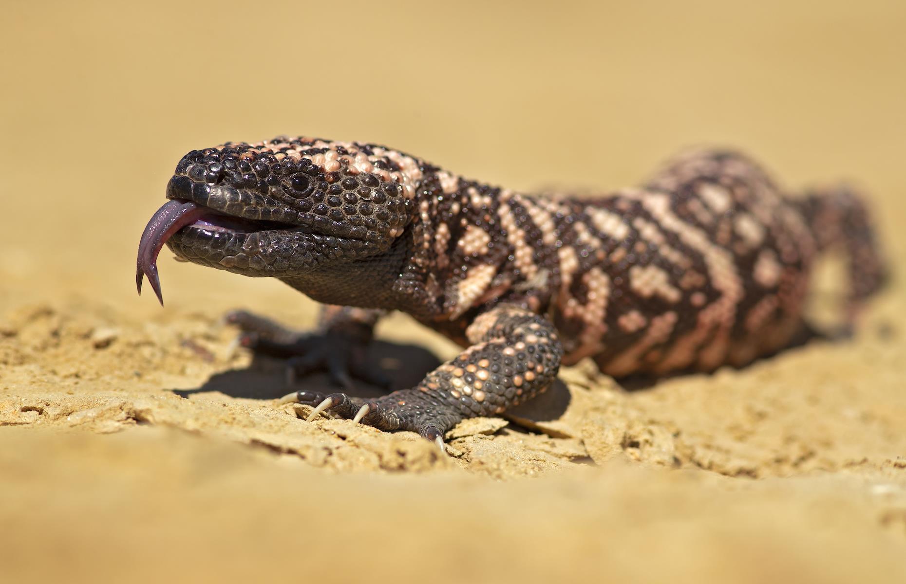 America's most fearsome native animals