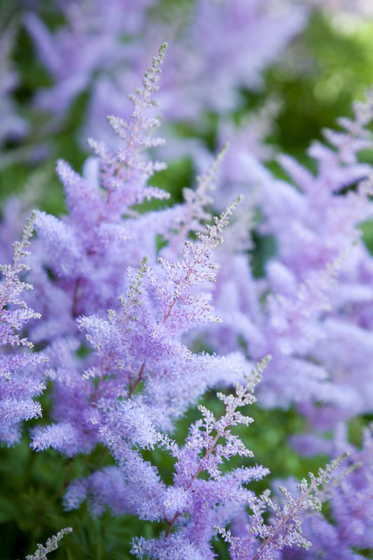 These Are the Best Shade-Loving Flowers and Plants for Your Yard