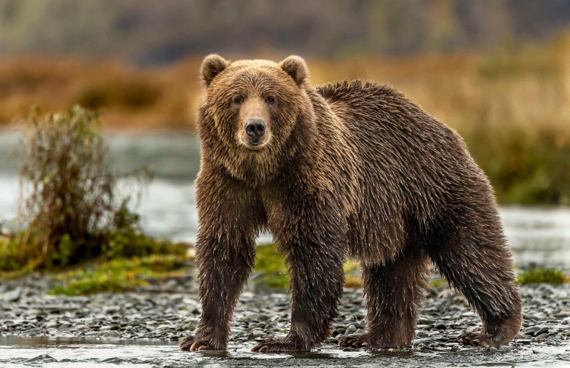 America's most fearsome native animals