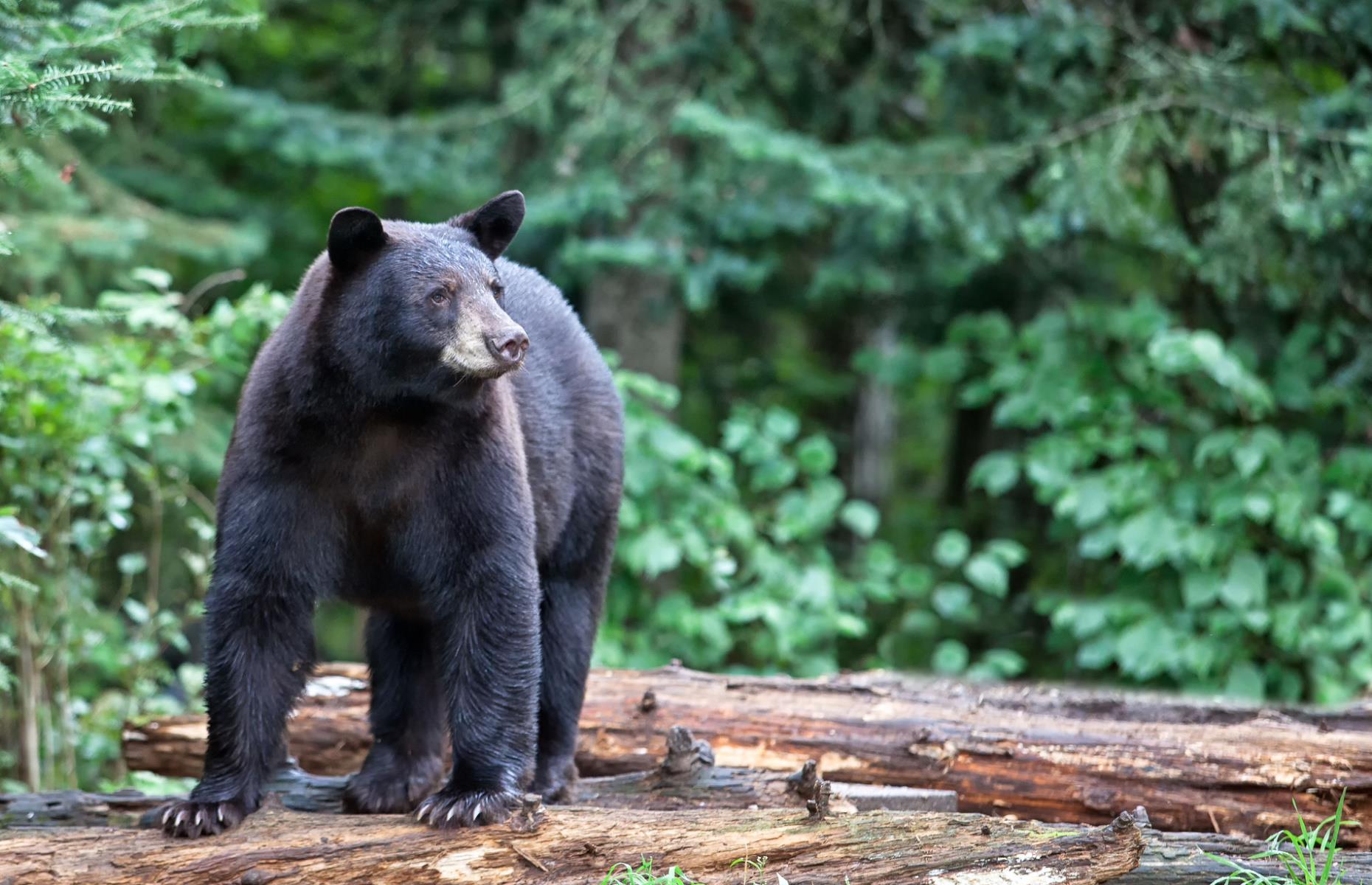 America's most fearsome native animals