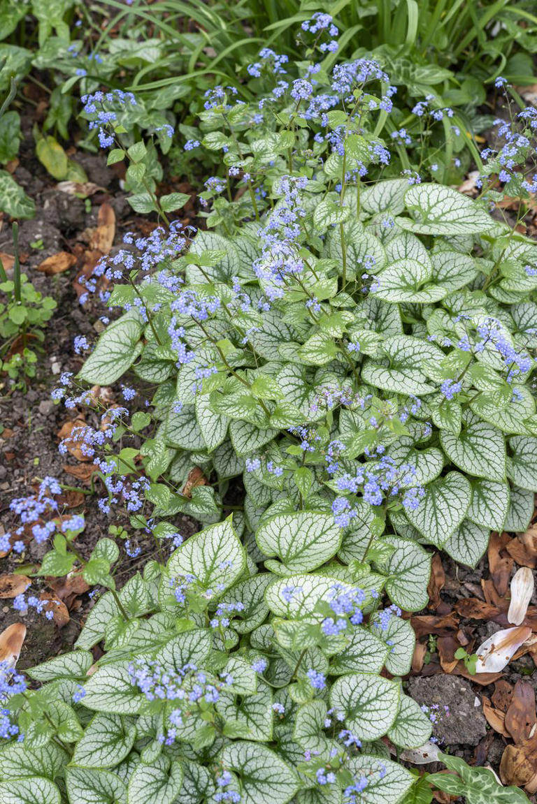 No sun? No problem! These shade-loving flowers will brighten up your garden