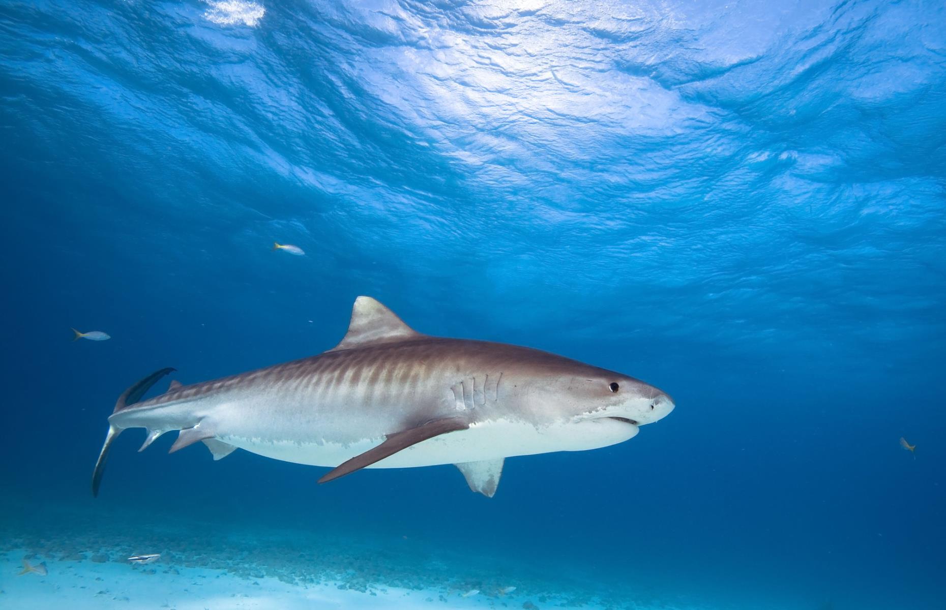 America's 29 deadliest animals