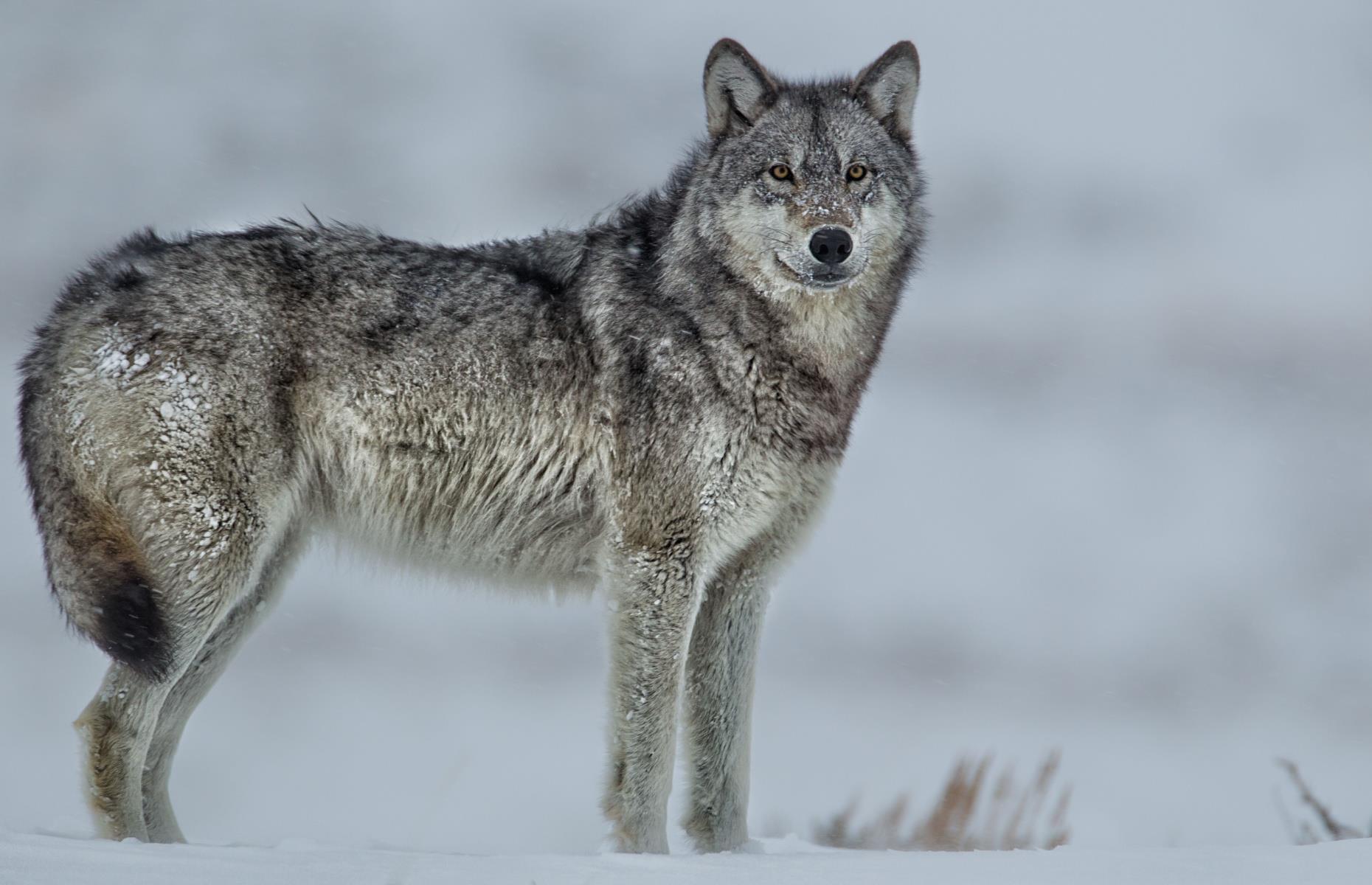 The 29 Most Dangerous Wild Animals In America