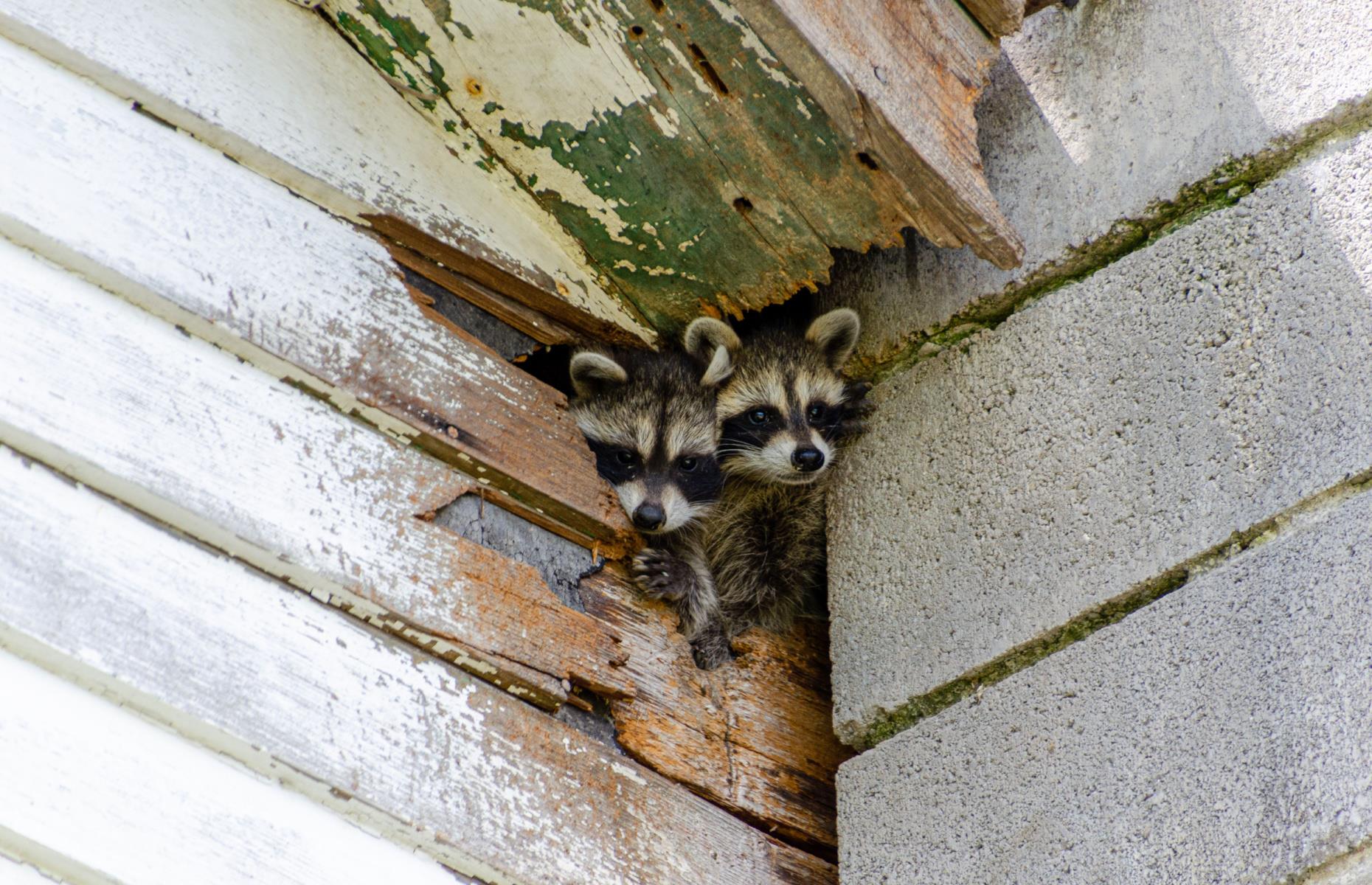 The 29 Most Dangerous Wild Animals In America