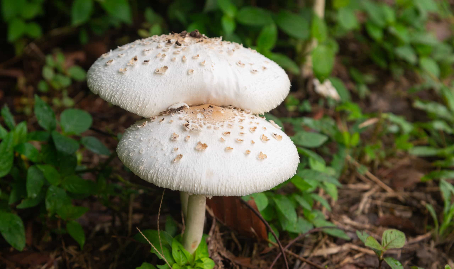 Fatal fungi and other deadly mushrooms