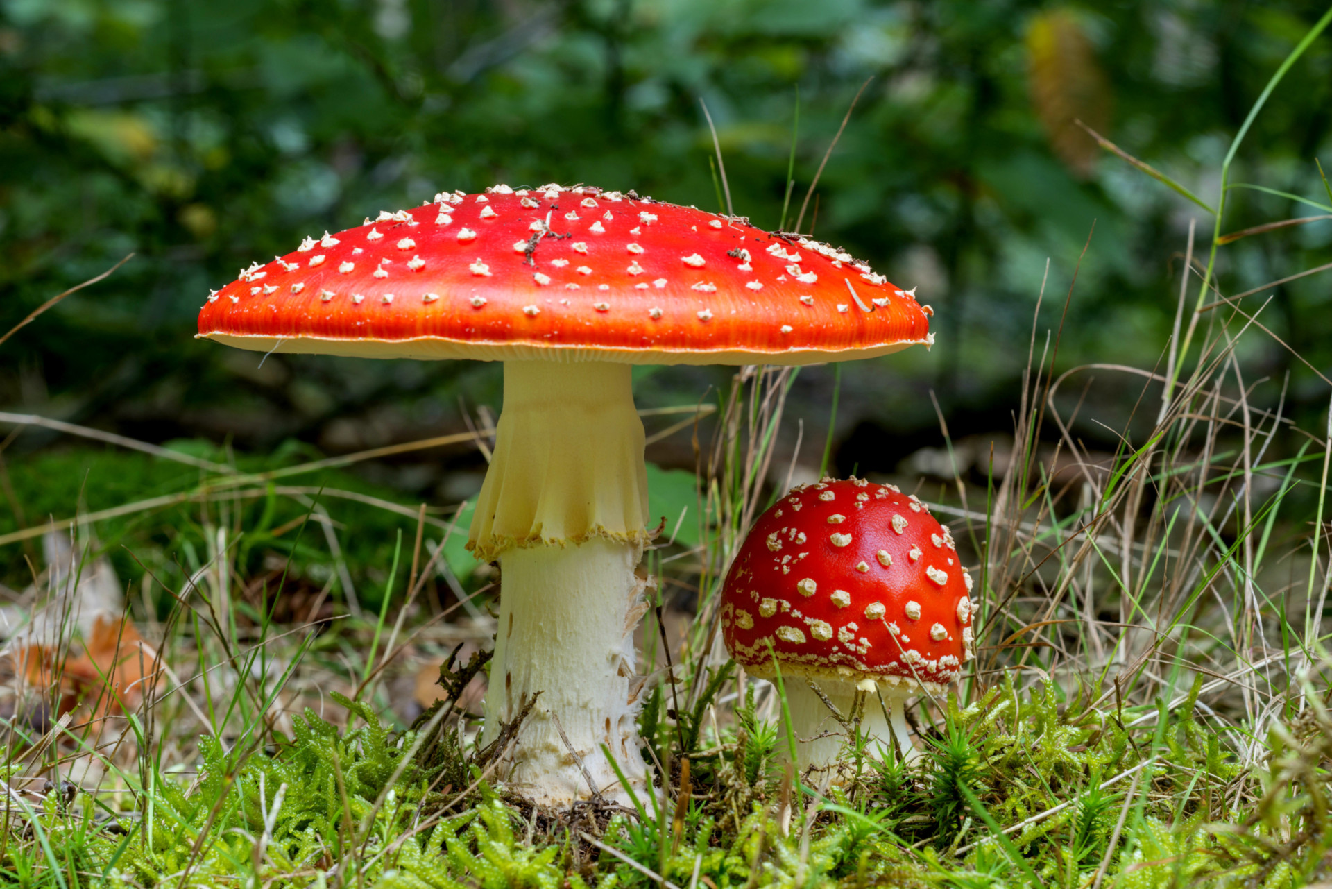 Fatal fungi and other deadly mushrooms