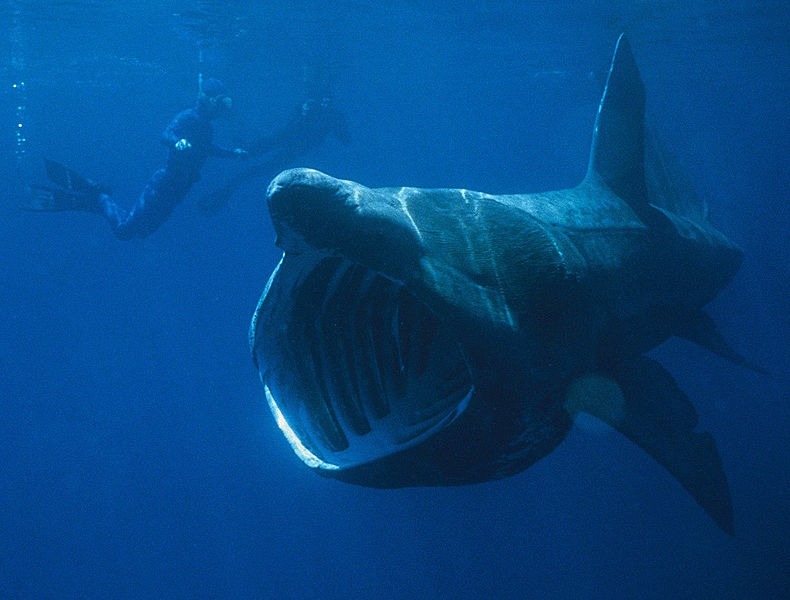 10 Ocean Creatures Bigger Than a School Bus