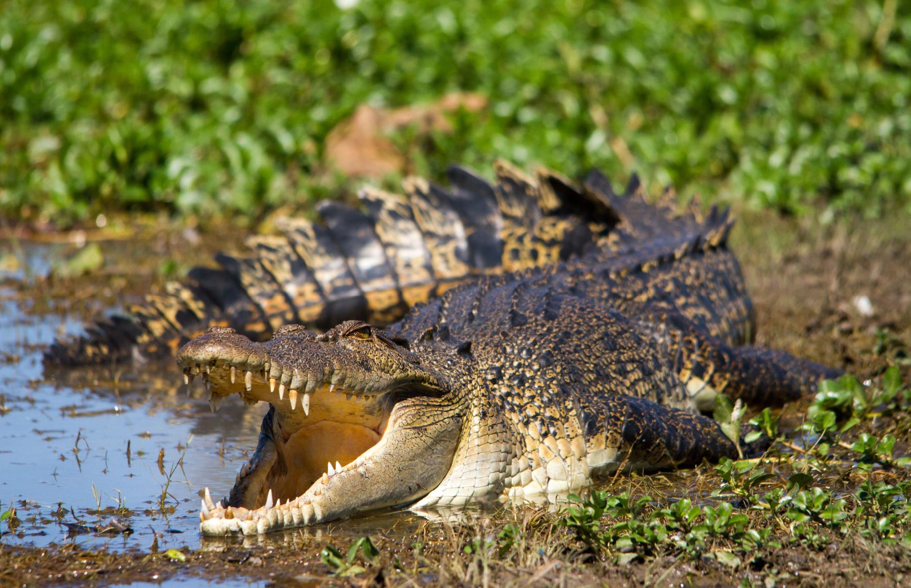 Deadly but alluring Australian attractions you can visit safely