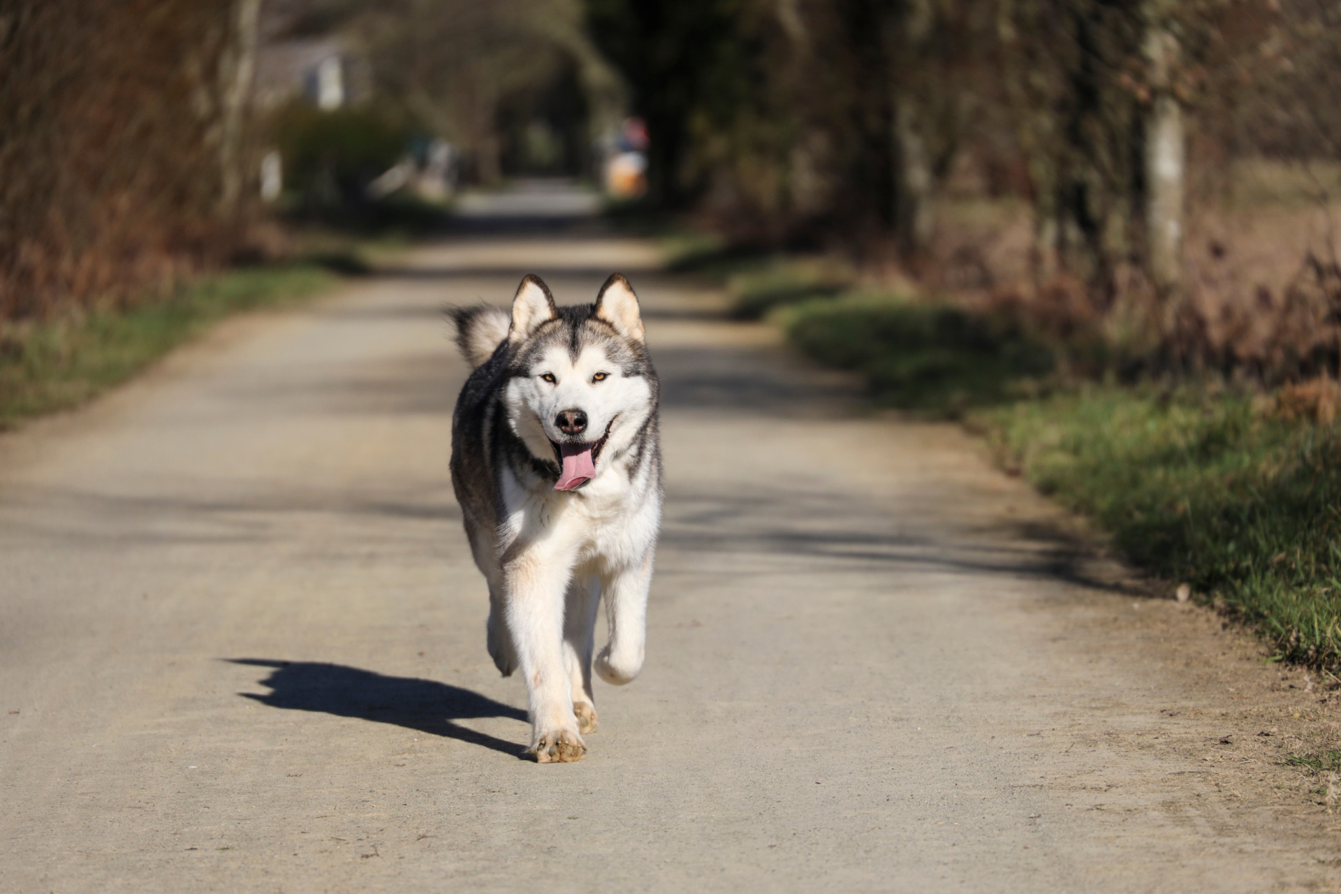 Attention, ces races de chiens ne sont pas pour tout le monde