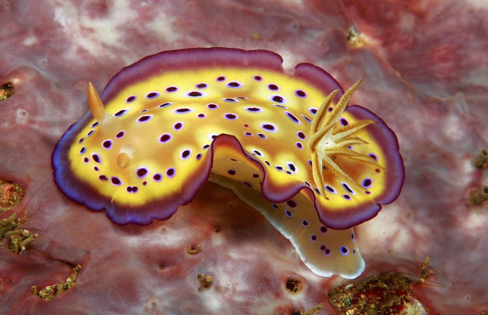 25 amazing photos of the deep sea