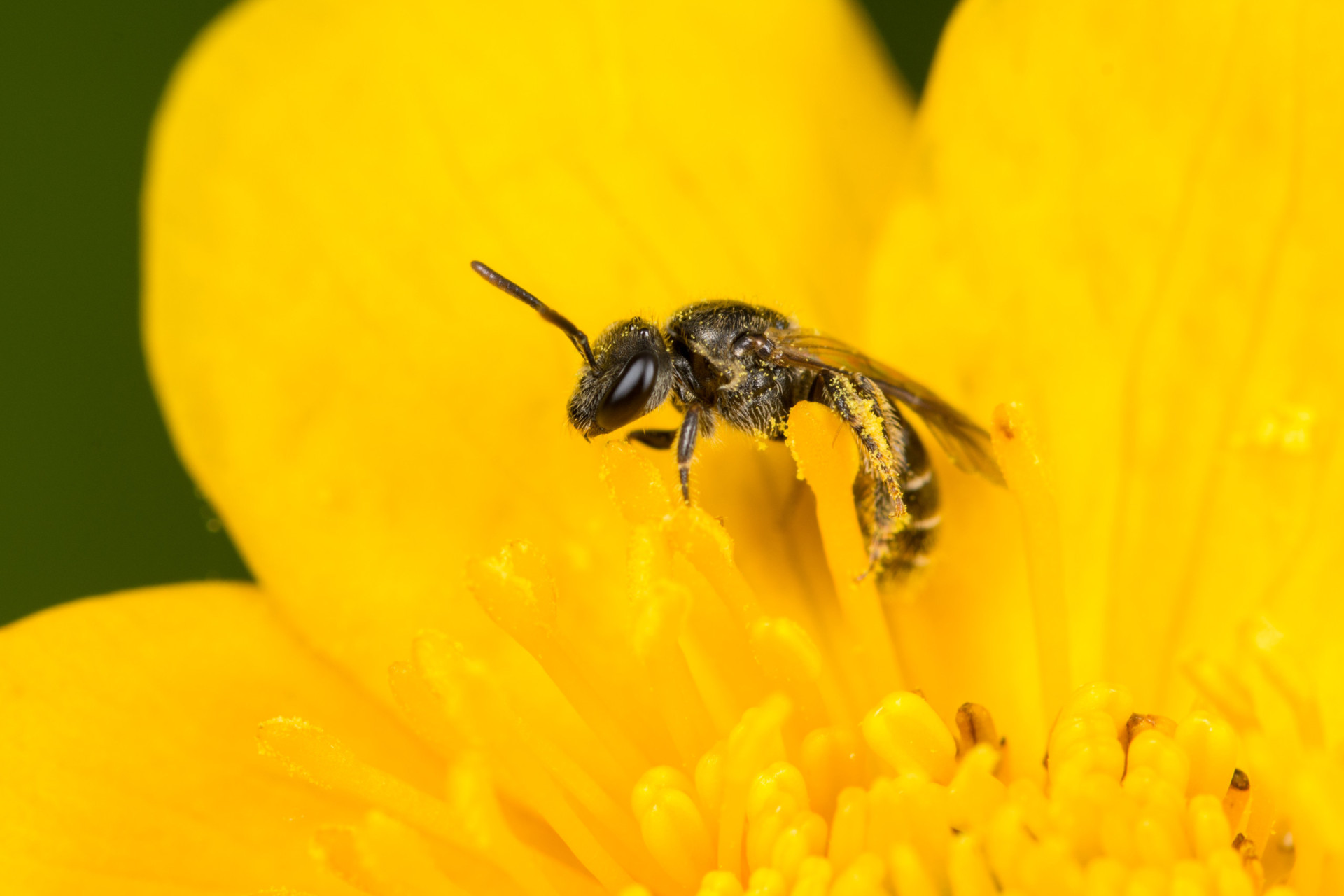 Beyond bees: a look at other animal pollinators