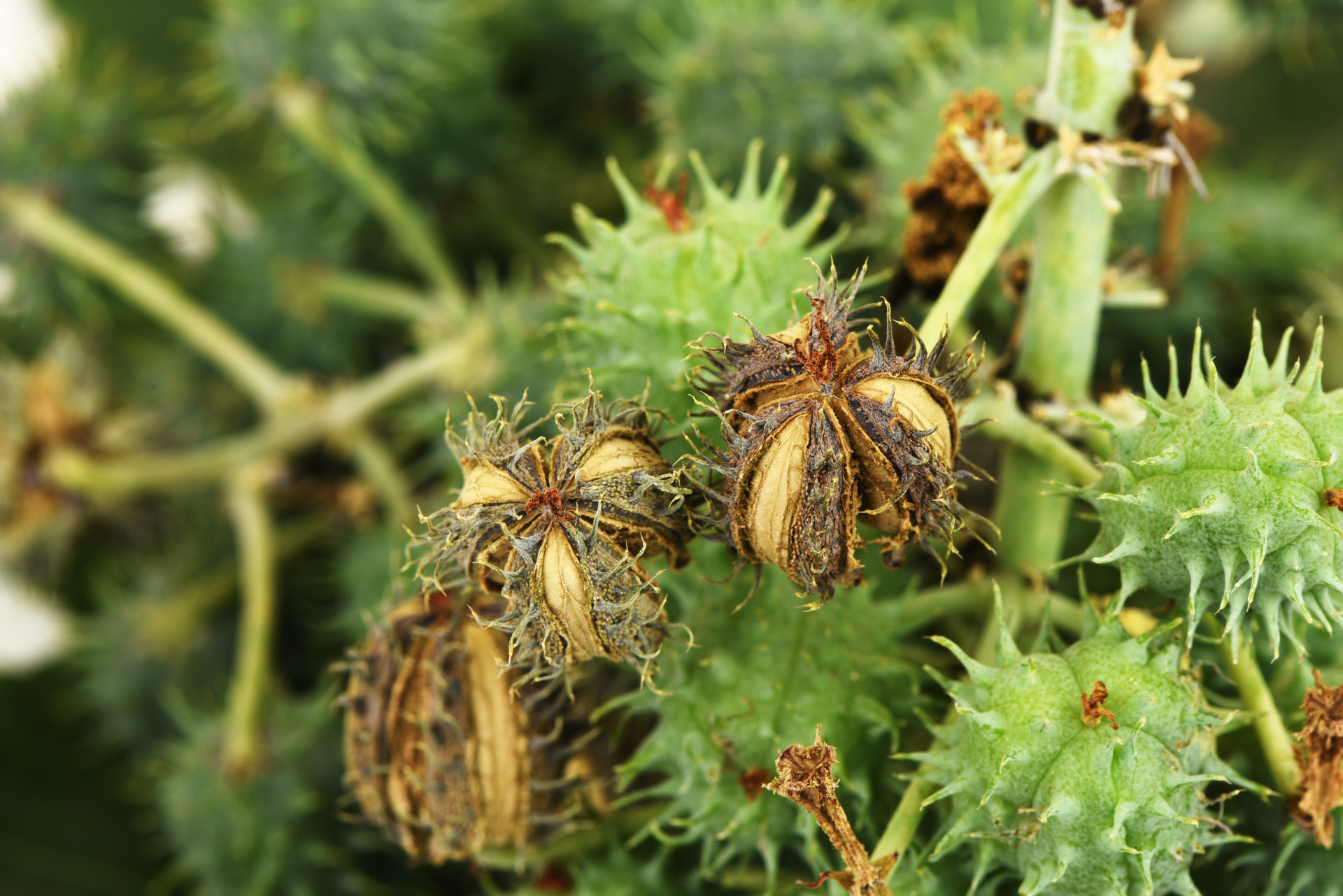 Pénétrez le jardin le plus dangereux au monde