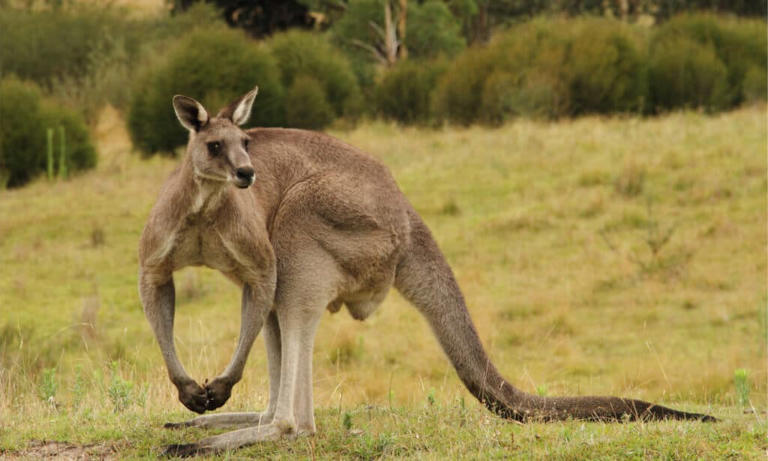 Bipedal Animals: Incredible Creatures That Walk on Two Legs