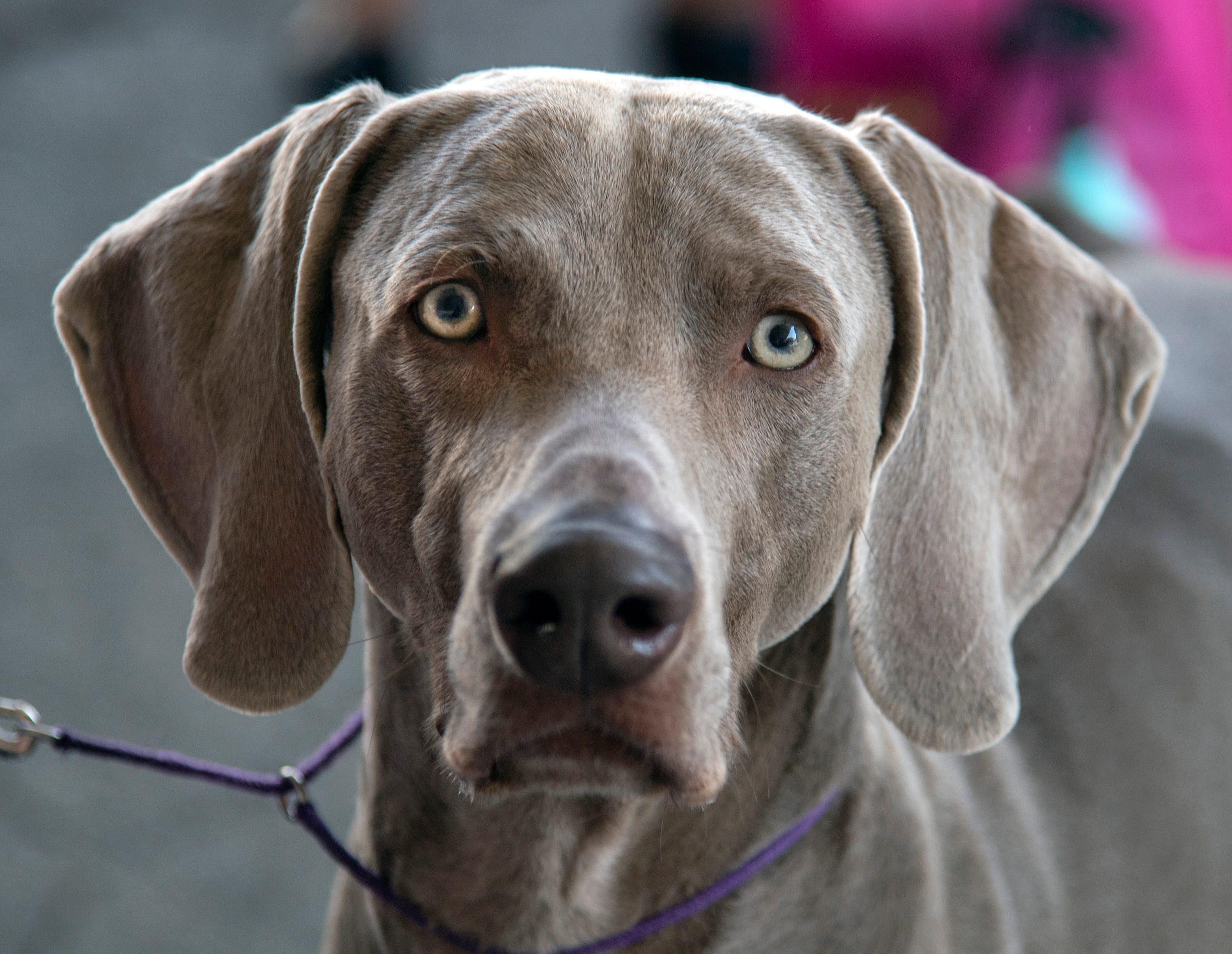 The 101 most popular dog breeds, ranked