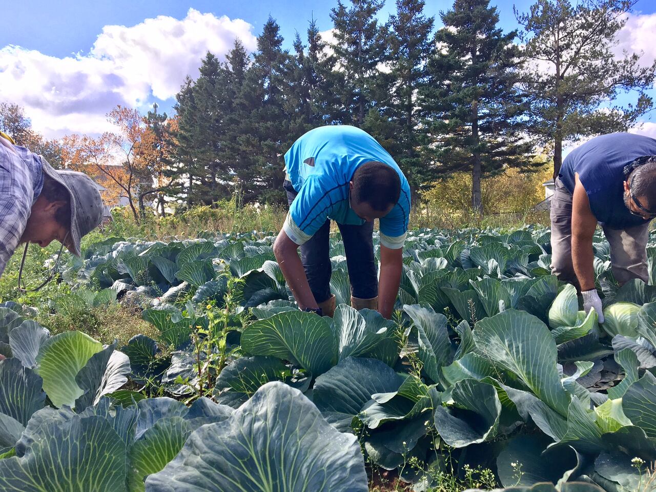 Temporary foreign workers will still be at risk after new P.E.I ...