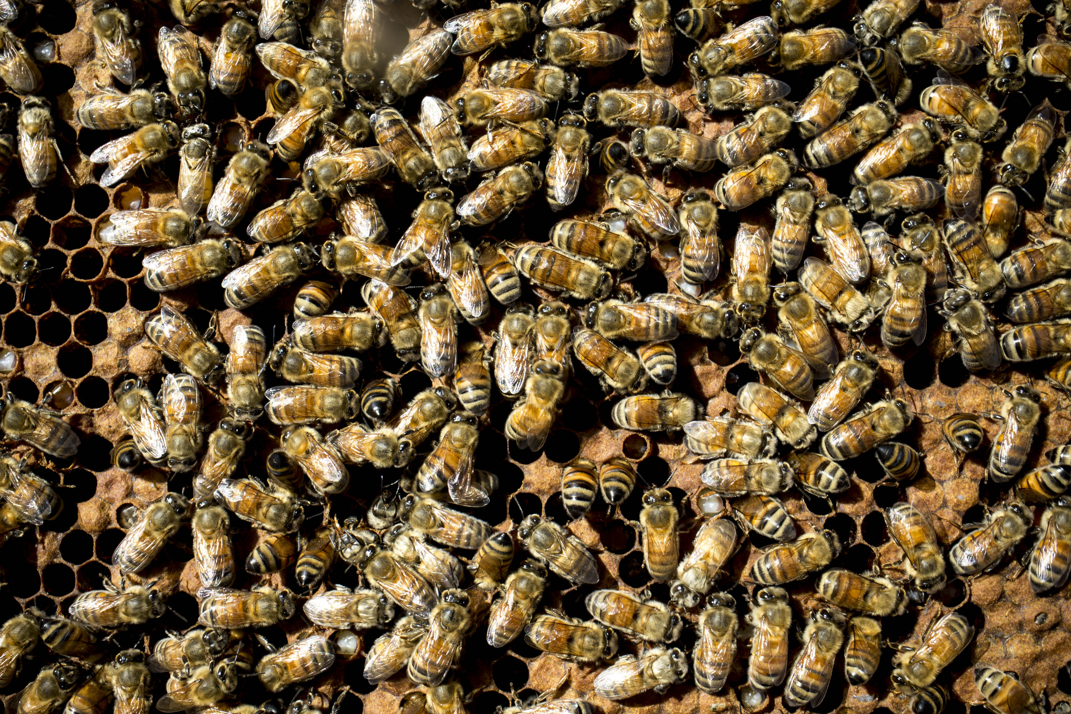 Aggressive Africanized honeybees spread to 13 States
