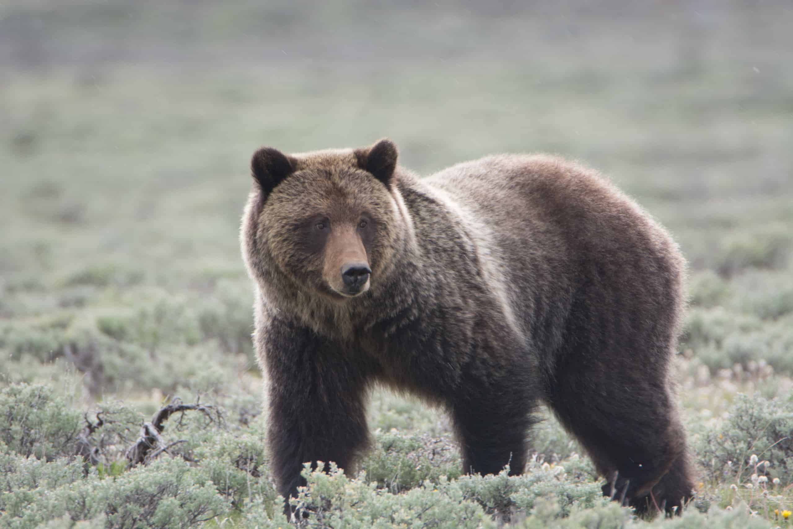 The Largest Black Bear Ever Taken In Montana