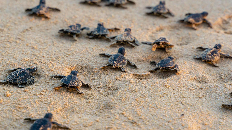 The secret navigation system baby sea turtles are born with