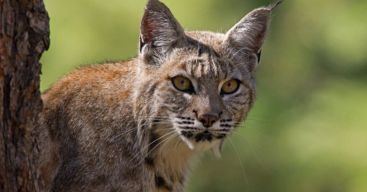 Incredible Bobcat Facts