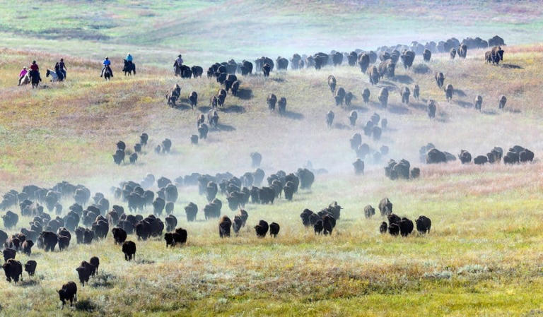 Top 9 Things to Do in Custer State Park