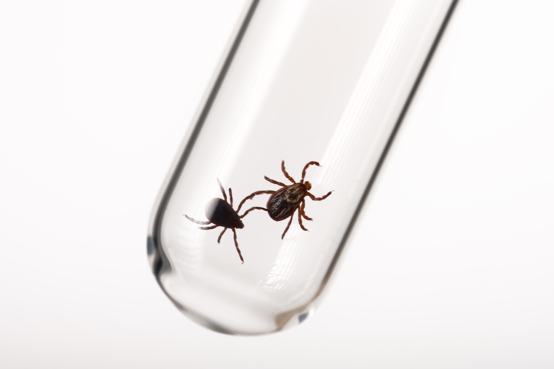 Understanding tick-related illnesses: Essential information and ...