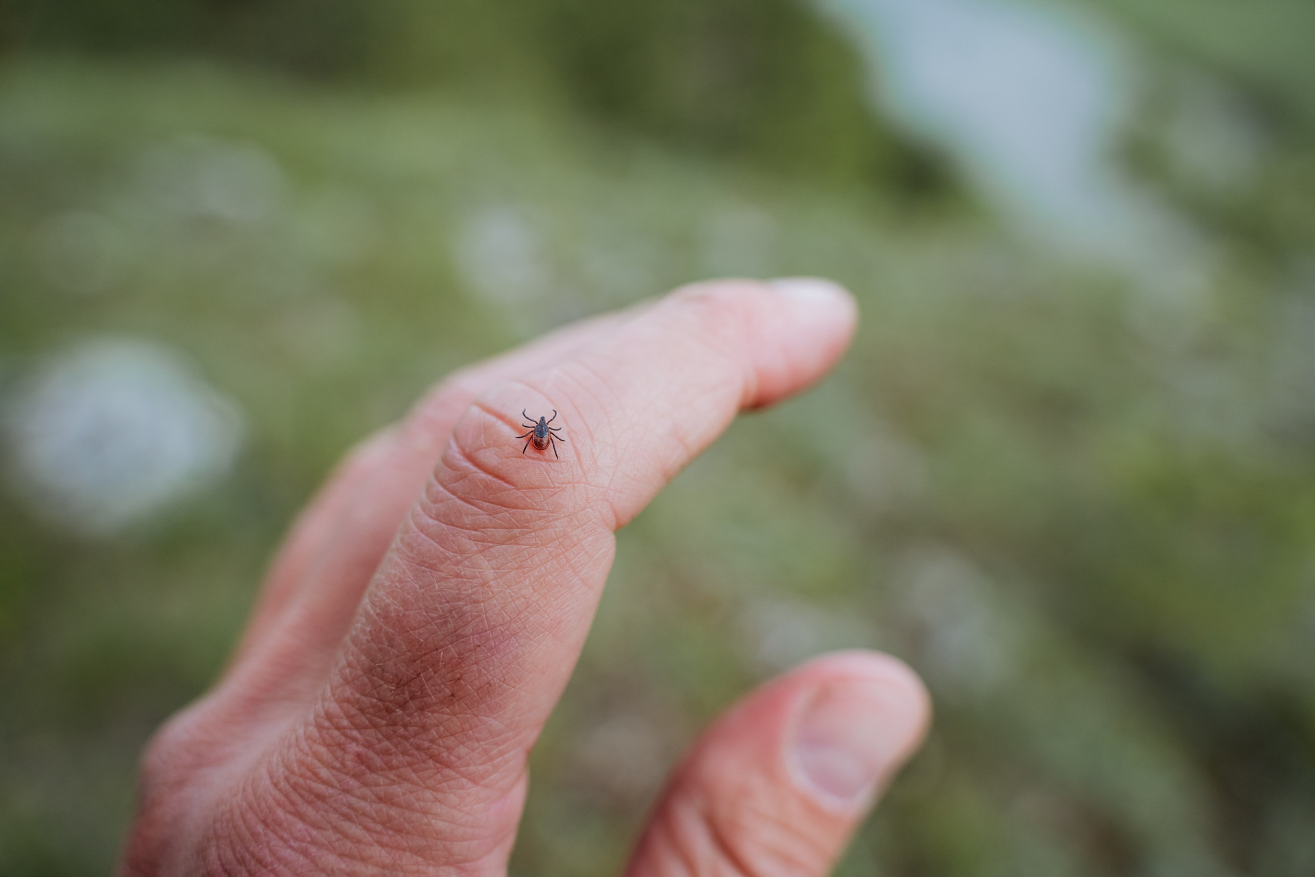 Understanding tick-related illnesses: Essential information and ...