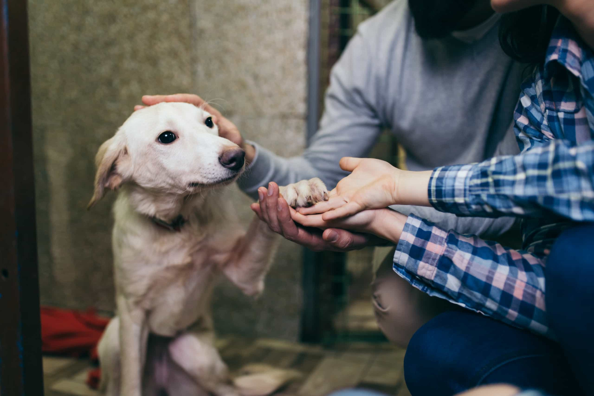 Everything you need to know about fostering a dog