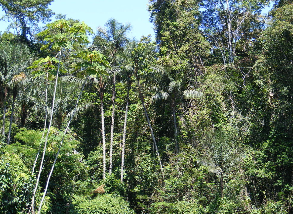 Arqueólogos descobrem cidade do século 18 em plena Floresta Amazônica