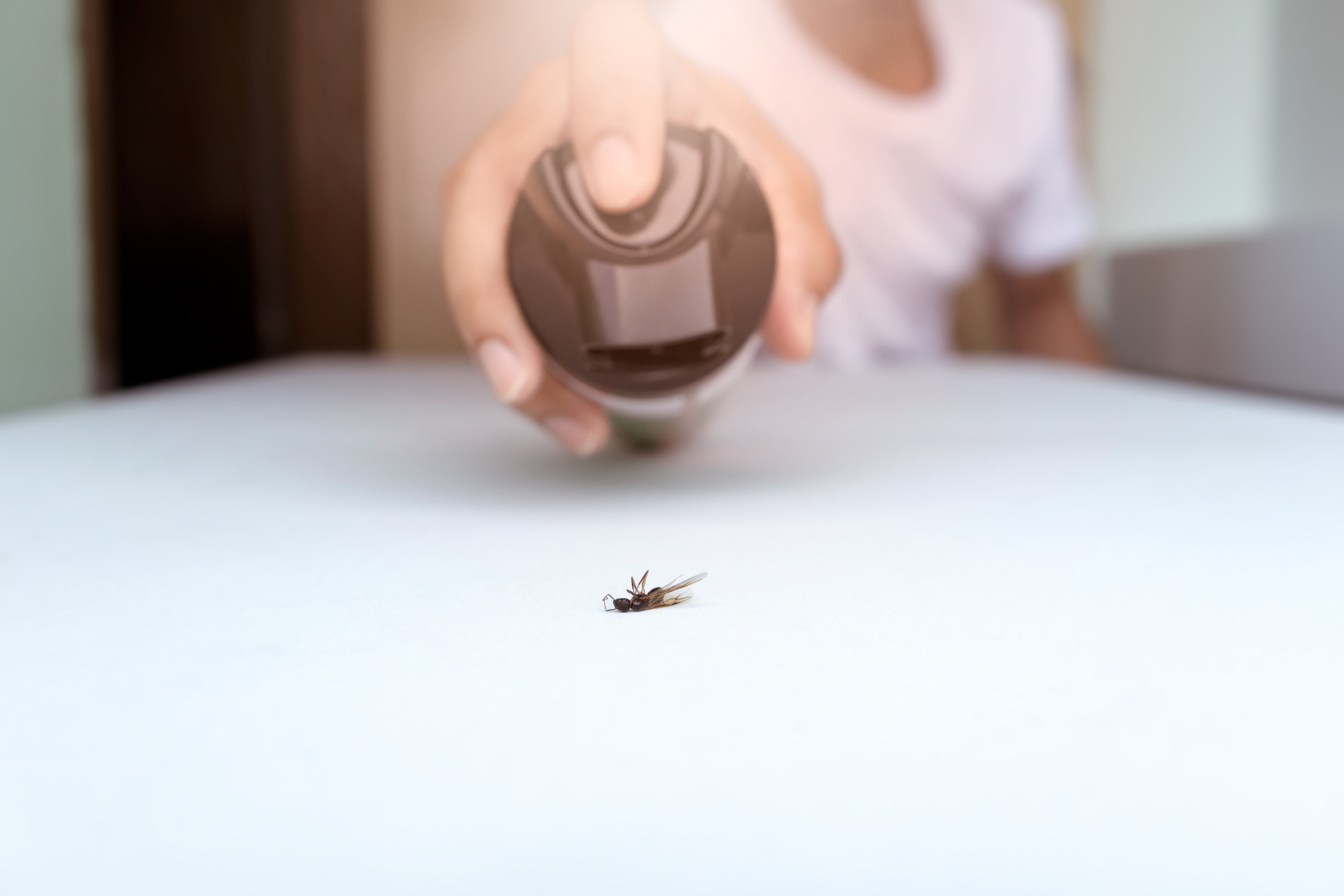 How to keep your home fly-free