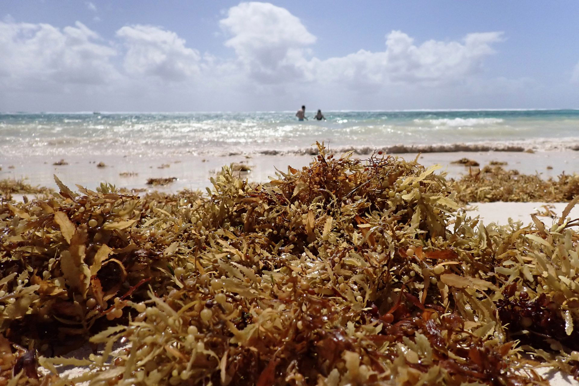 Is a giant blob of seaweed really bringing flesh-eating bacteria to ... Is a giant blob of seaweed really bringing flesh-eating bacteria to ...