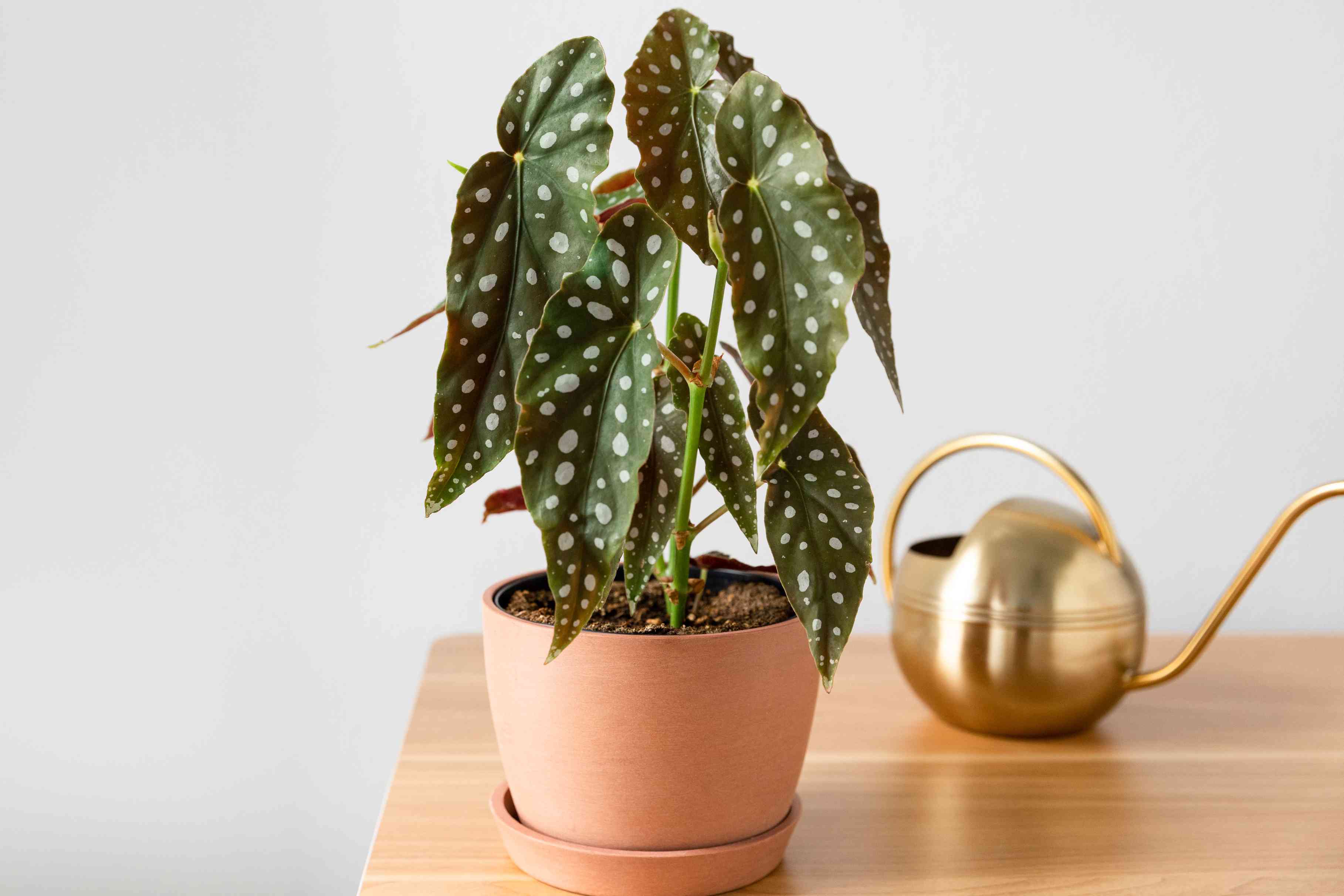 How to Grow and Care for Begonia Maculata