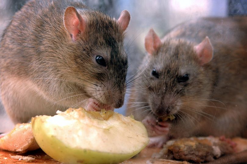 How to get rid of rats and mice from your home and garden, according to ...