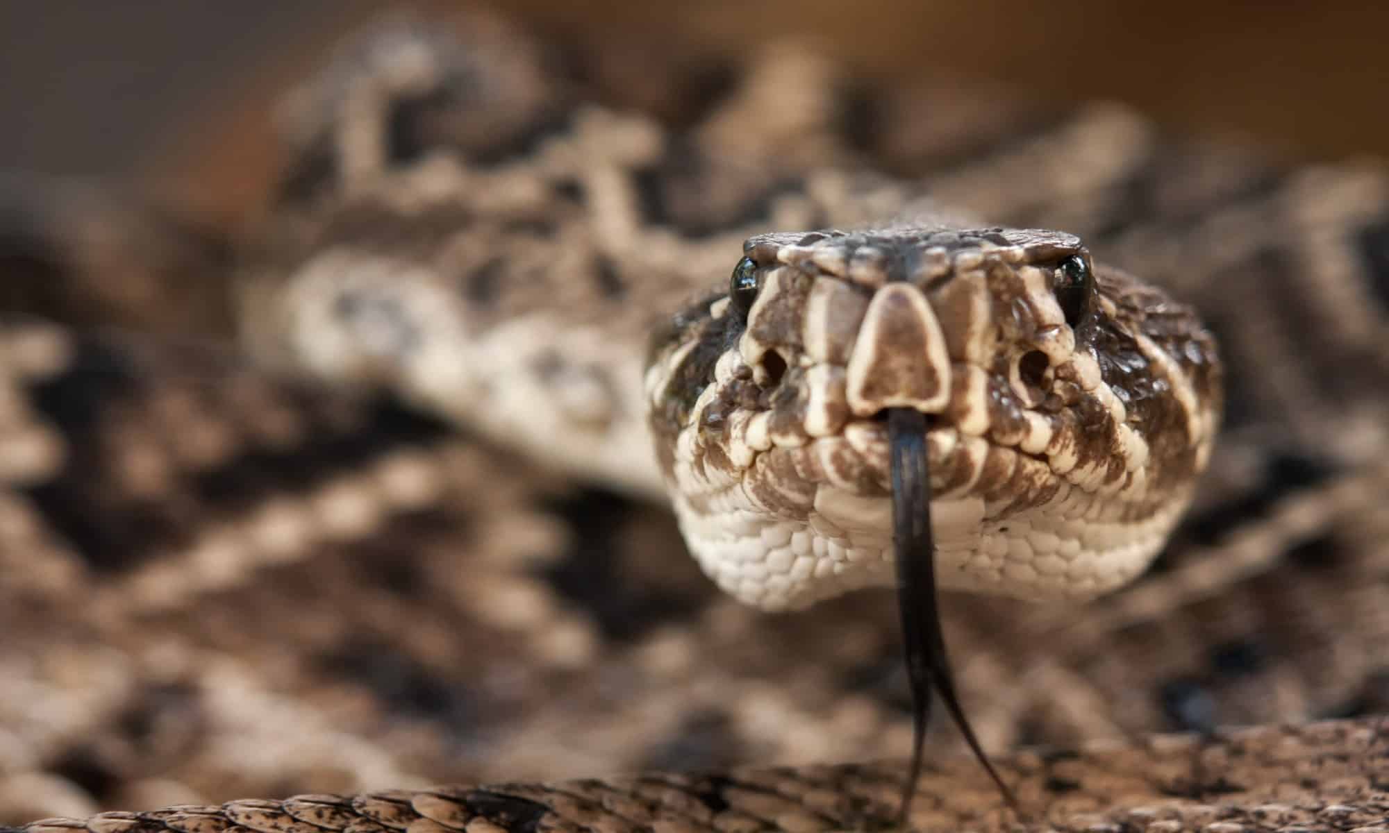 The Largest Rattlesnake Was Longer than a Giraffe’s Neck — This Is How ...