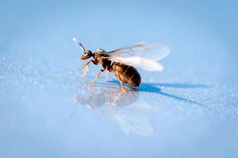 UK households advised to shut windows as swarms of flying ants expected earlier this year