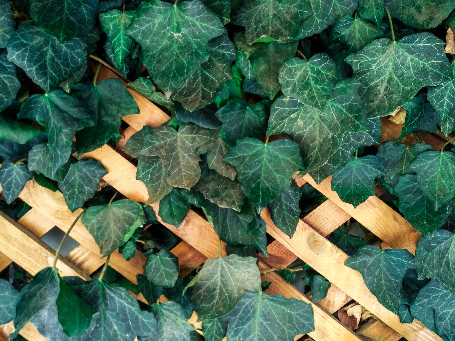 More Junkyard Discoveries from Rohner’s Auto Parts in Willmar, Minnesota