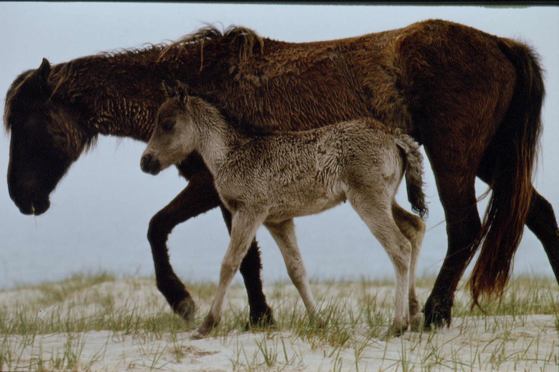 The lost colonies of North America