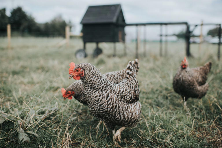 280 Best Chicken Names to Add Personality to Your Flock