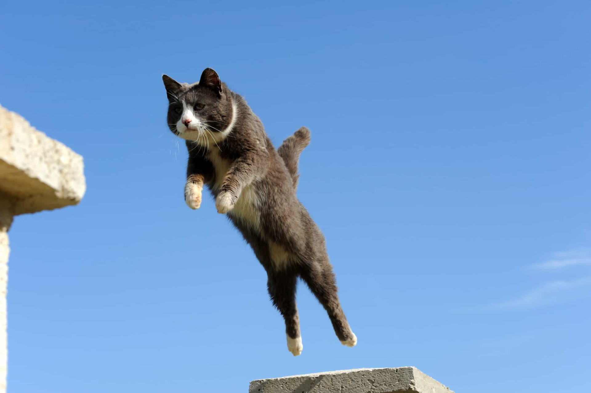 Common myths about cats, debunked