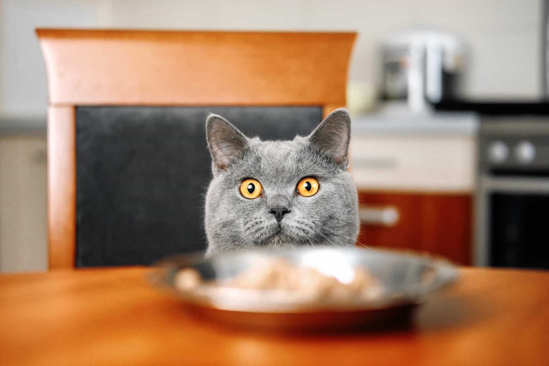 Common myths about cats, debunked