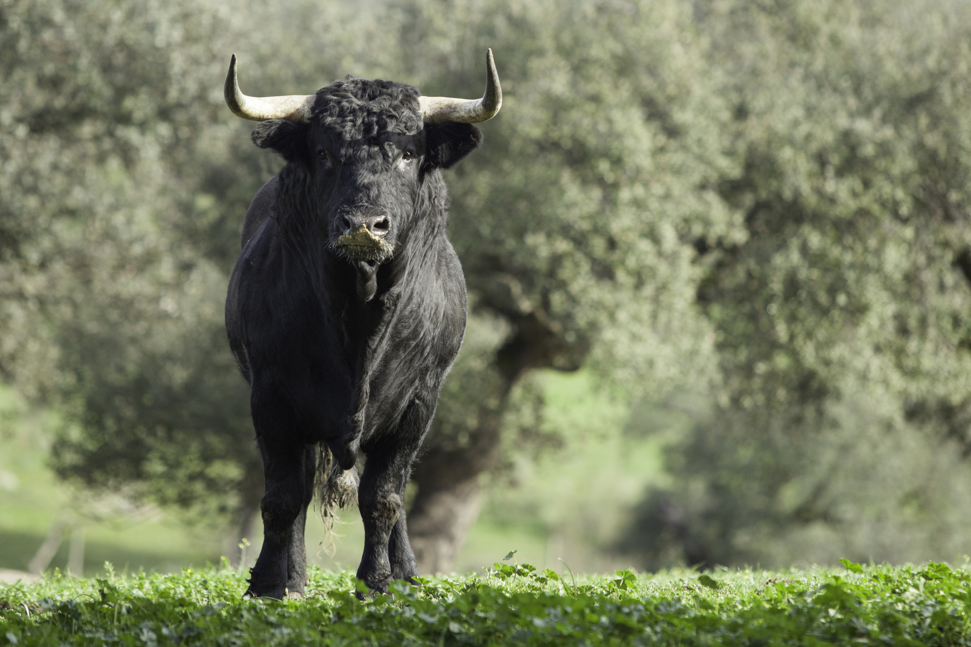 How to survive animal attacks