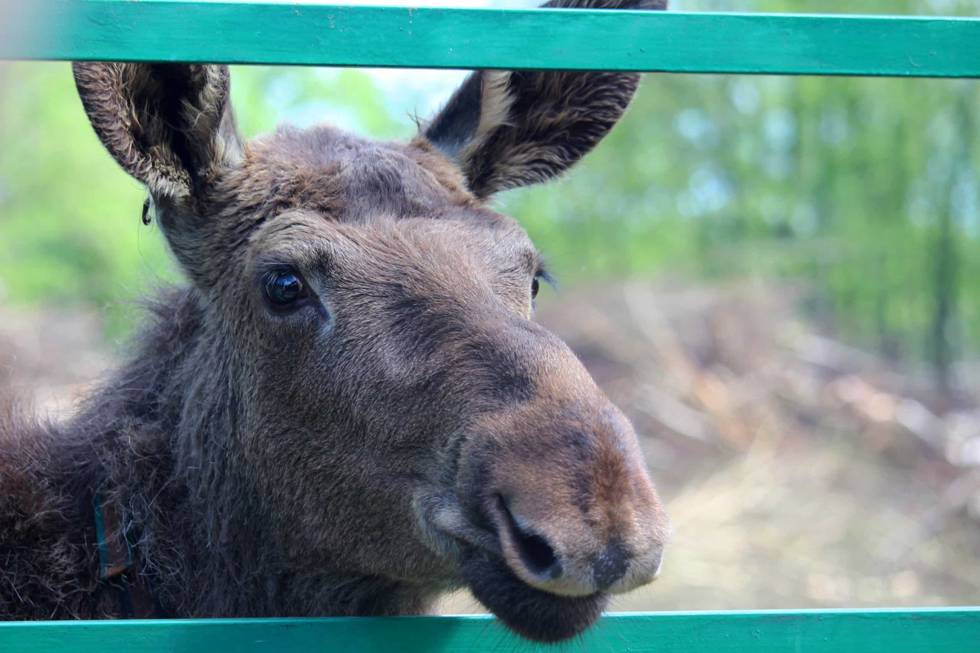 The world's most expensive foods