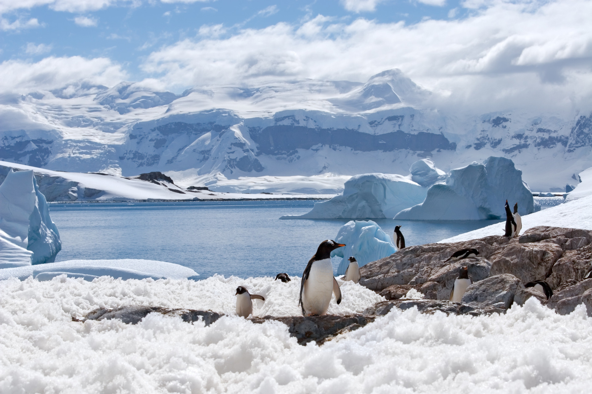 Popular animal myths that you probably still believe