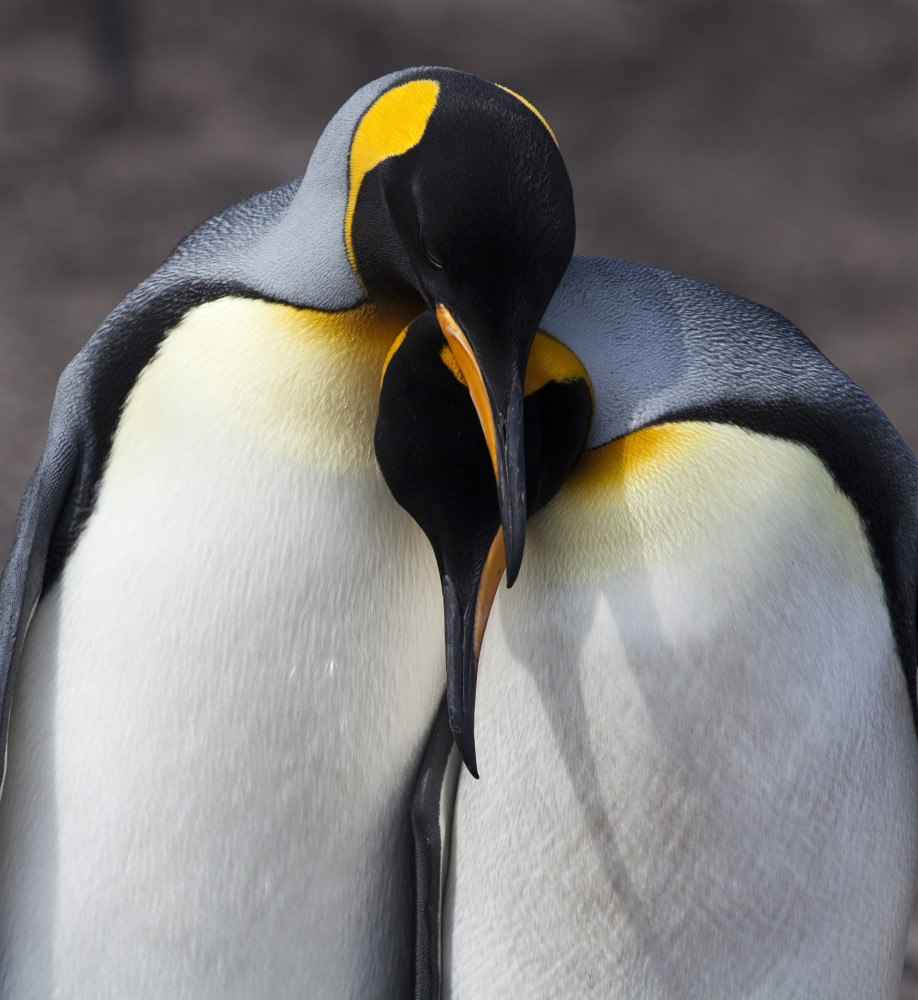 Popular animal myths that you probably still believe