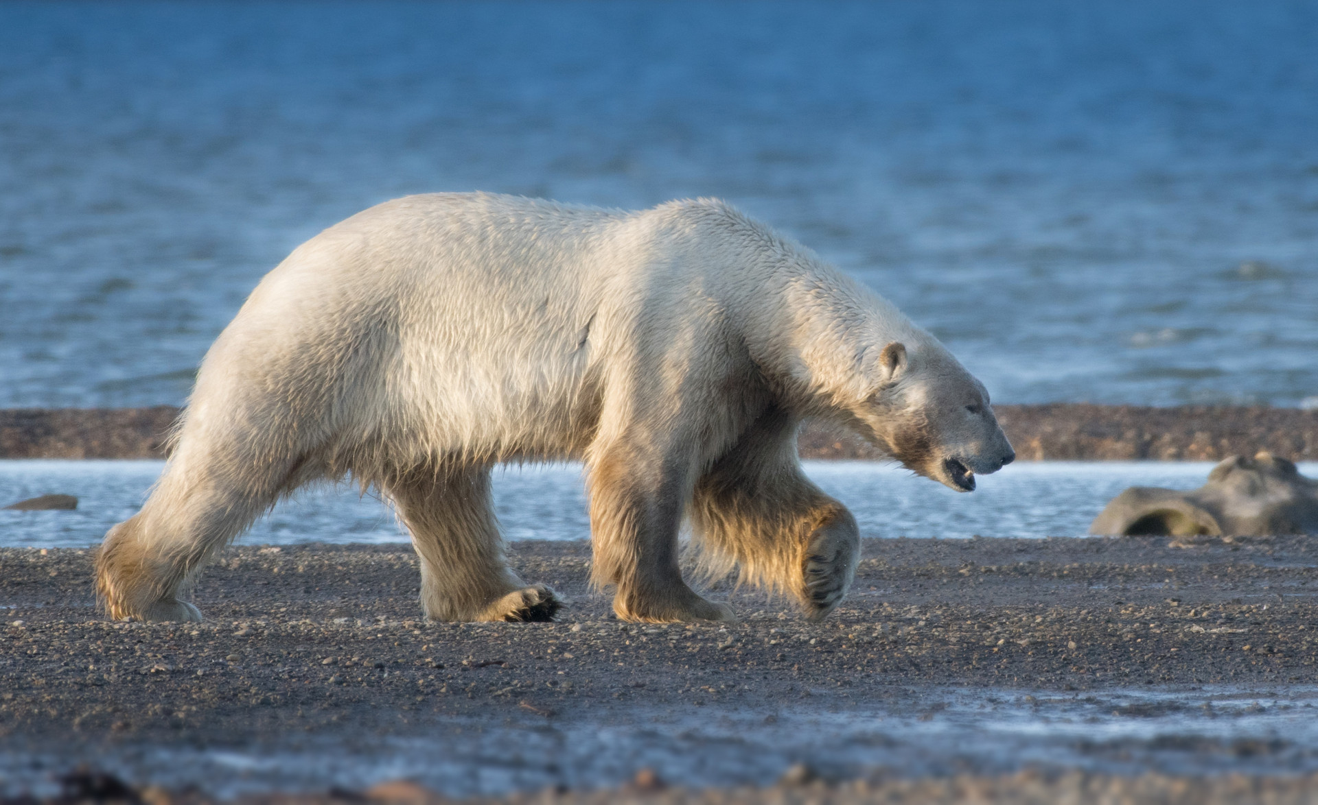 How to survive animal attacks