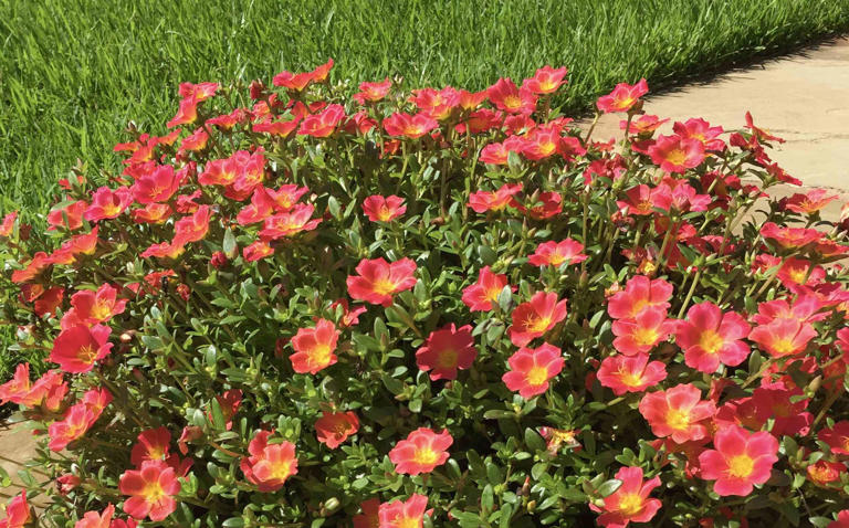 How to grow and care for portulaca for bright summer blooms