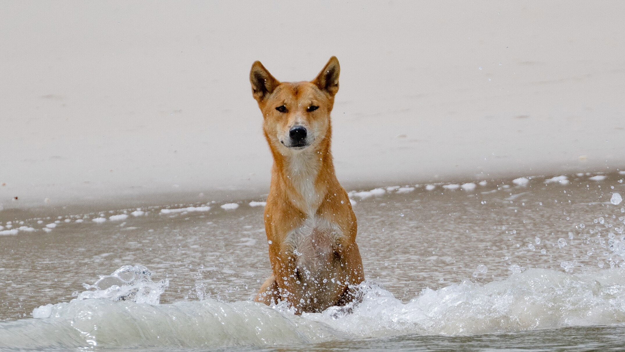 Toddler bitten by dingo on K'gari (Fraser Island), rangers attempt to ... Toddler bitten by dingo on K'gari (Fraser Island), rangers attempt to ...