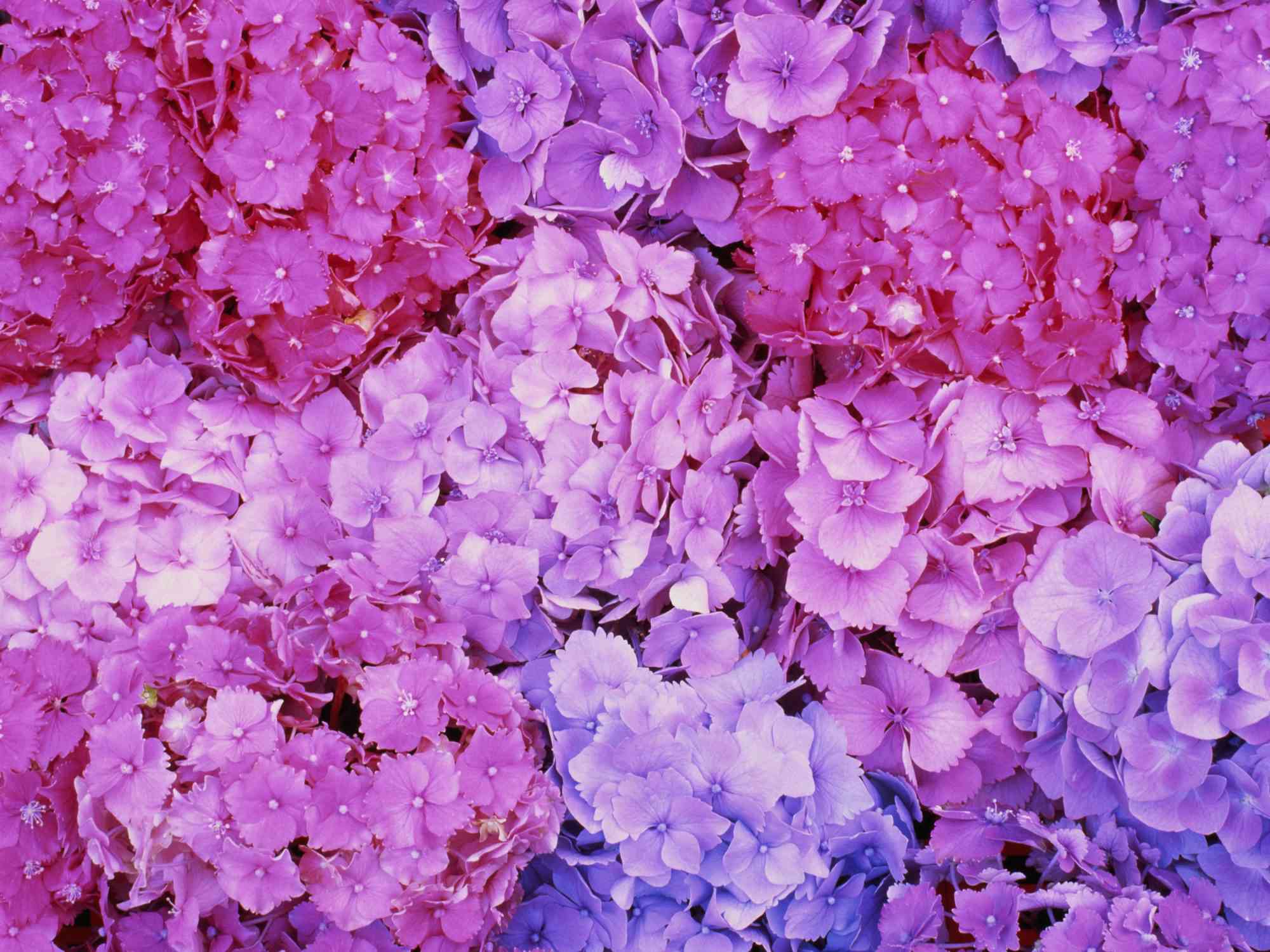 How to Grow and Care for Hydrangeas for the Most Beautiful Blooms on ...
